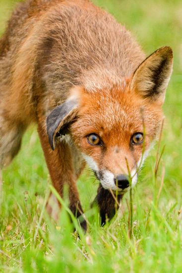 Adorable Fox Cub Has Droopy Ear Editorial Stock Photo - Stock Image ...