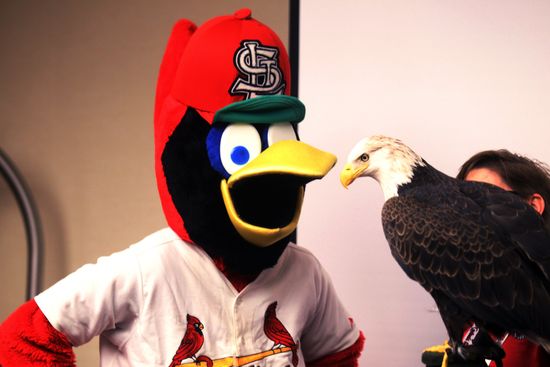 St Louis Cardinals Mascot Fredbird Goes Editorial Stock Photo - Stock ...