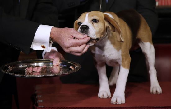 William Alexander Holds Miss P Beagle Editorial Stock Photo - Stock ...