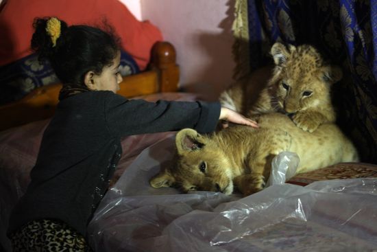 Grandchild Palestinian Saad Aljamal Play Lion Editorial Stock Photo ...