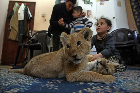 Grandchild Palestinian Saad Aljamal Play Lion Editorial Stock Photo ...
