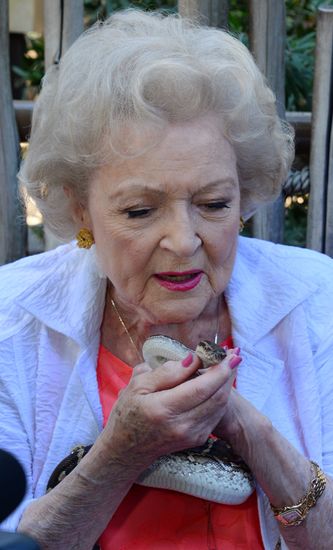 Actress Betty White Holds Angolan Python Editorial Stock Photo - Stock ...