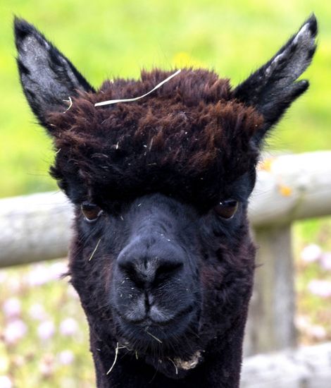 Geronimo Alpaca His Farm Wickwar Glous Editorial Stock Photo - Stock ...