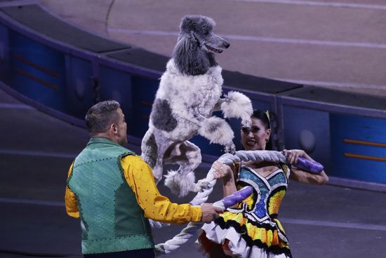 Circus Trainer Performs Stunts Dogs On Editorial Stock Photo - Stock ...