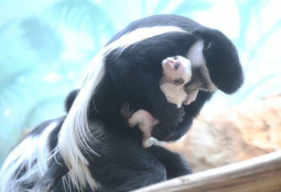 Newly Born Colobus Monkey Carried By Editorial Stock Photo - Stock ...