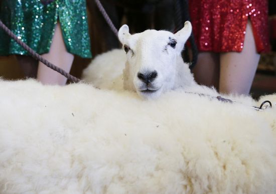 Two Sheep Stand Radio City Rockettes Editorial Stock Photo - Stock ...