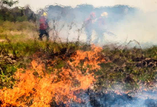 Firefighter Works On Firefighting During Wild Editorial Stock Photo ...