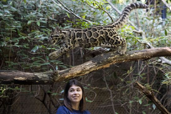 Cloudy Leopard Female Male Cub Named Editorial Stock Photo - Stock ...