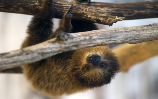 Coconut Sloth Looks Visitors On His Editorial Stock Photo - Stock Image ...