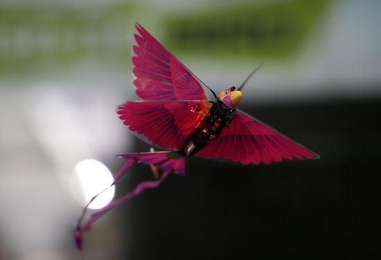 Flying Bird Toy Zing Demonstrated 117th Editorial Stock Photo - Stock ...