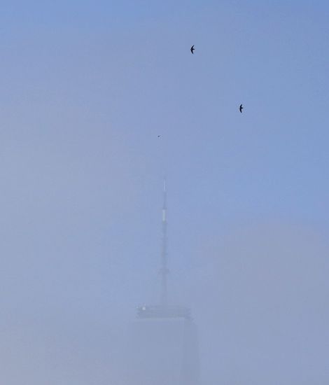 Birds Fly Through Morning Fog That Editorial Stock Photo - Stock Image ...