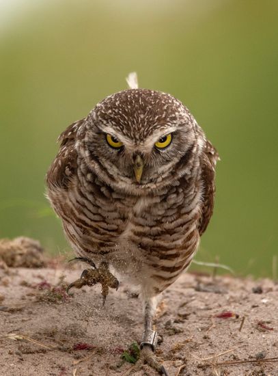 Tiny Burrowing Owl Stares Down Camera Editorial Stock Photo - Stock ...