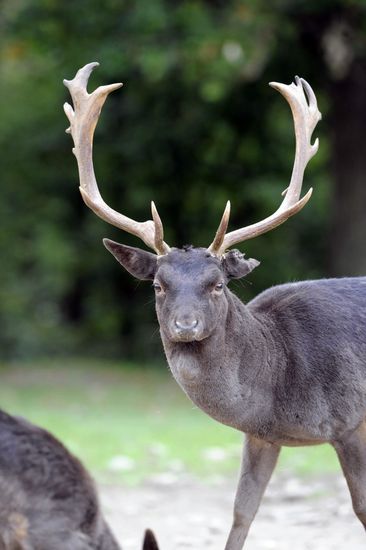 Stag Half Ear After Having Lucky Editorial Stock Photo - Stock Image ...