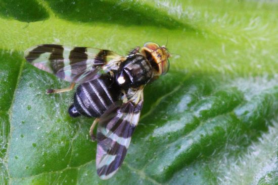 Fruit Fly Rhagoletis Striatella Striped Wings Editorial Stock Photo ...