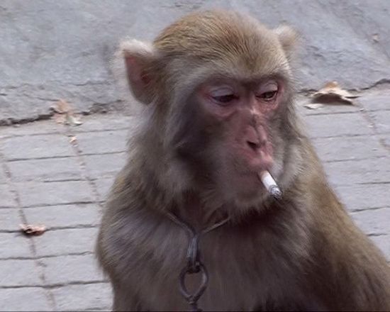 One Smoking Monkeys Editorial Stock Photo - Stock Image | Shutterstock