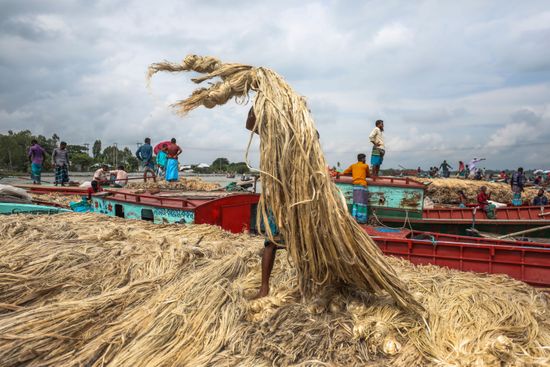 Workers Arrenges Jute Bank Padma River Editorial Stock Photo - Stock ...