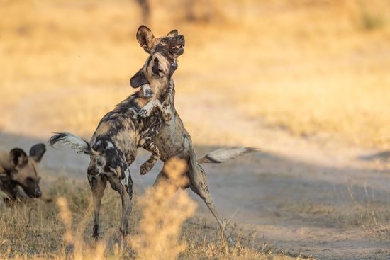 African Wild Dog Bops Another On Editorial Stock Photo - Stock Image ...