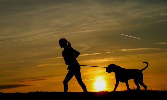 Silhouette Dog Walker On Box Hill Editorial Stock Photo - Stock Image ...