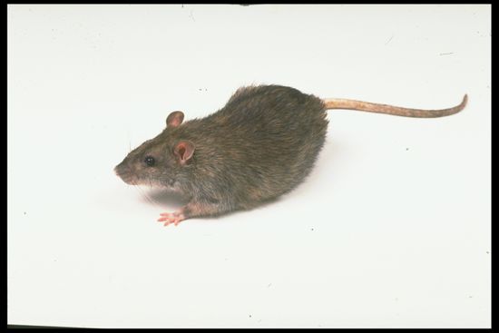 One Boston Rat Editorial Stock Photo - Stock Image | Shutterstock