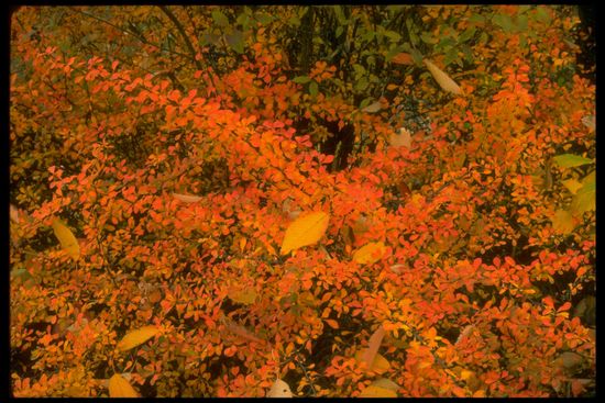 Fall Foliage Exploding Riotous Hues W Editorial Stock Photo - Stock ...