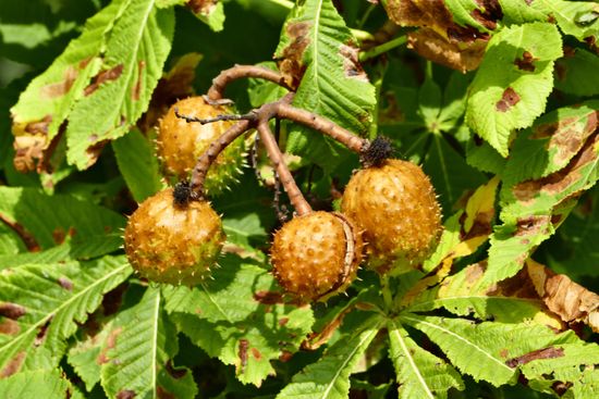 Conkers On Trees Editorial Stock Photo - Stock Image | Shutterstock