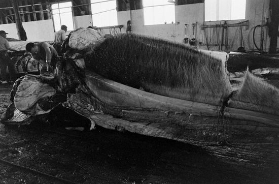 Menn Slicing Whales Intestines United States Editorial Stock Photo ...