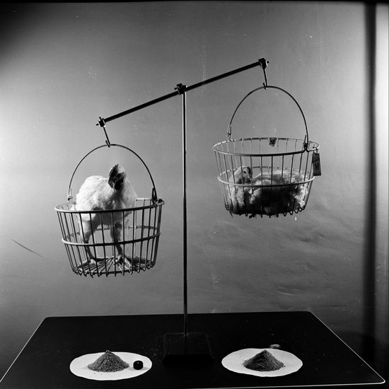 Chickens Weighing Scale Part Food Research Editorial Stock Photo ...