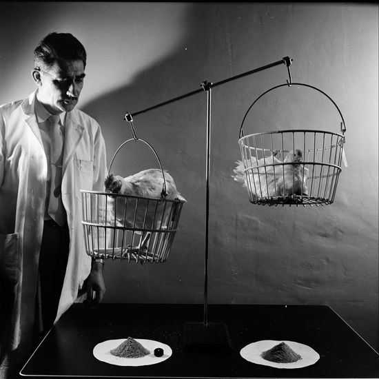 Man Weighing Chickens Scale Part Food Editorial Stock Photo - Stock ...
