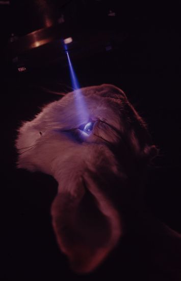 Laser Light Pointing Into Rabbits Eye Editorial Stock Photo - Stock ...