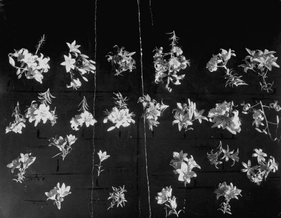 Chart Showing Flowering Lilies Growing On Editorial Stock Photo - Stock ...