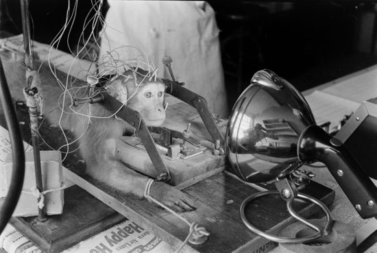 Monkey Being Treated Psychological Health Facility Editorial Stock ...