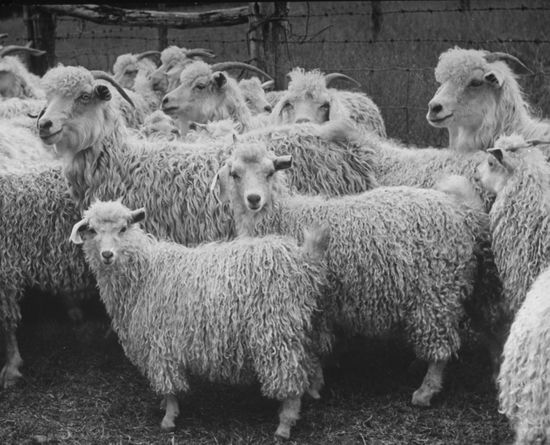 Angora Goats Being Raised On Ranch Editorial Stock Photo - Stock Image ...