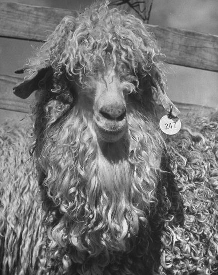 Angora Goat Being Raised On Ranch Editorial Stock Photo - Stock Image ...