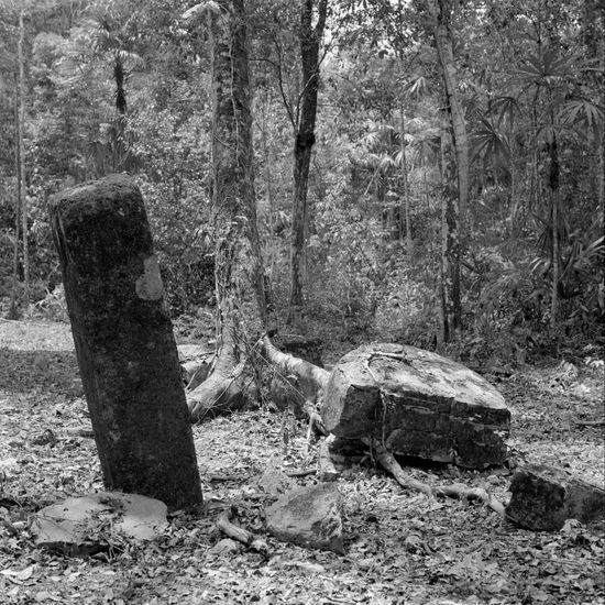 Ruins During University Pennsylvanias Tikal Project Editorial Stock ...