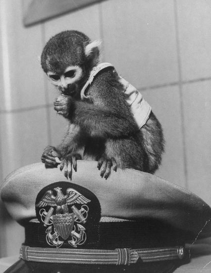 Monkey Named Able Sent Jupiter Missile Editorial Stock Photo - Stock ...