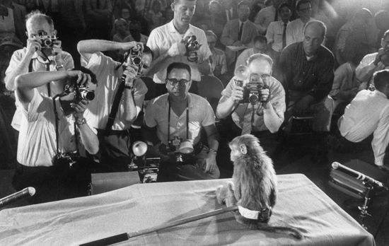 Monkey Named Abel Who Sent Jupiter Editorial Stock Photo - Stock Image ...