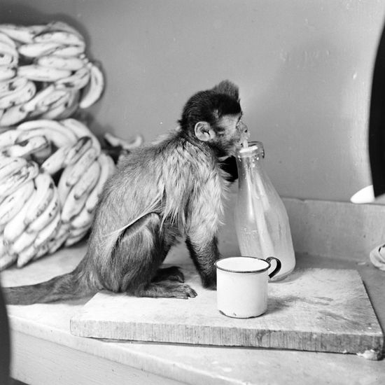 Monkey Sipping Liquid Inside Bottle 1901 Editorial Stock Photo - Stock ...