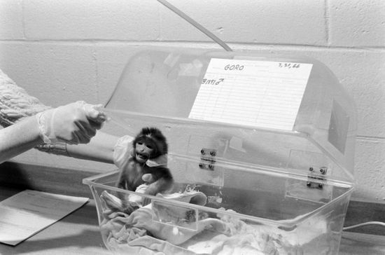 Monkey Sitting Isolation Chamber During Leukemia Editorial Stock Photo ...