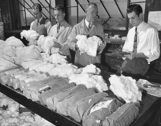 Three Classers Examining Cotton Samples While Editorial Stock Photo ...