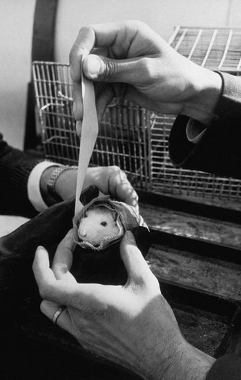 White Rat Test Subject Being Prepared Editorial Stock Photo - Stock ...