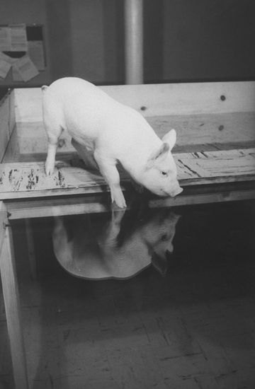 Baby Pig Fearful Baffled When He Editorial Stock Photo - Stock Image ...
