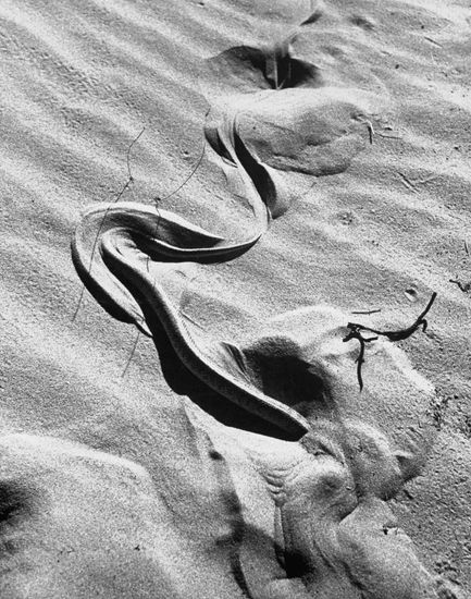 Sidewinder Snake Leaving Trail Desert Sand Editorial Stock Photo ...