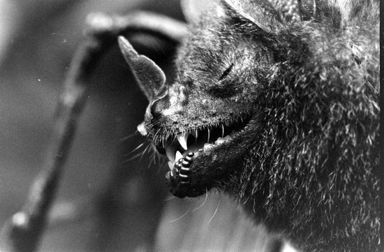 Closeup Bat During Operation Gwamba International Editorial Stock Photo ...