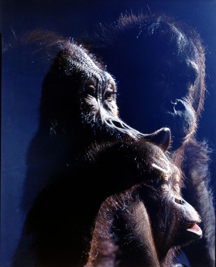 Multiple Exposure Monkey Heads Darwins Study Editorial Stock Photo ...