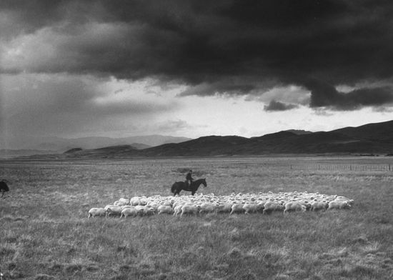 Rancher Herding Sheep El Condor Sheep Editorial Stock Photo - Stock ...