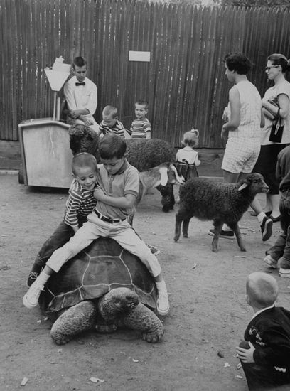 Kids Riding Galapagos Turtle Childrens Zoo Editorial Stock Photo ...