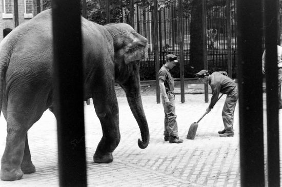 Men Cleaning Elephants Cage Central Park Editorial Stock Photo - Stock ...
