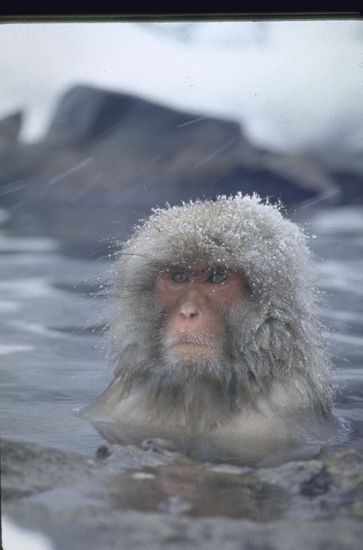 Japanese Macaque Aka Snow Monkey Sitting Editorial Stock Photo - Stock ...