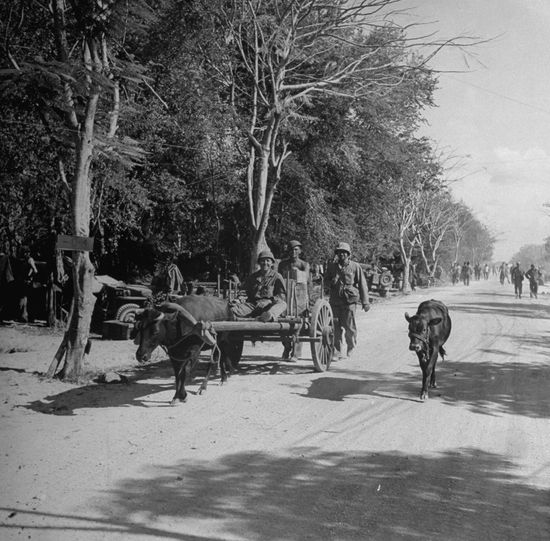 Us Marines Using Ox Cart Carry Editorial Stock Photo - Stock Image ...