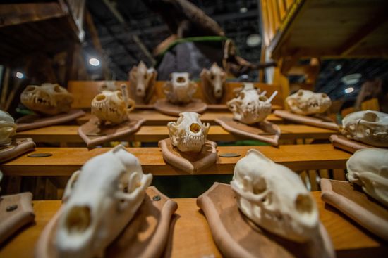 Trophies Animals On Display One Nature Editorial Stock Photo - Stock ...